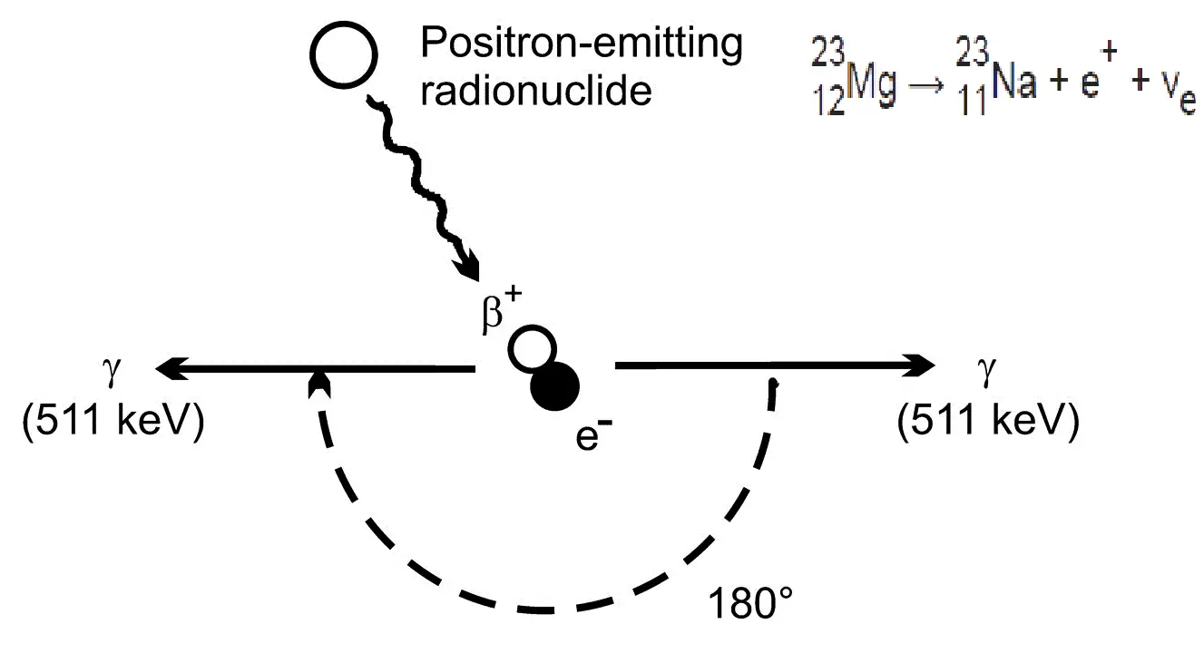 Positron Interactions | Annihilation | nuclear-power.com